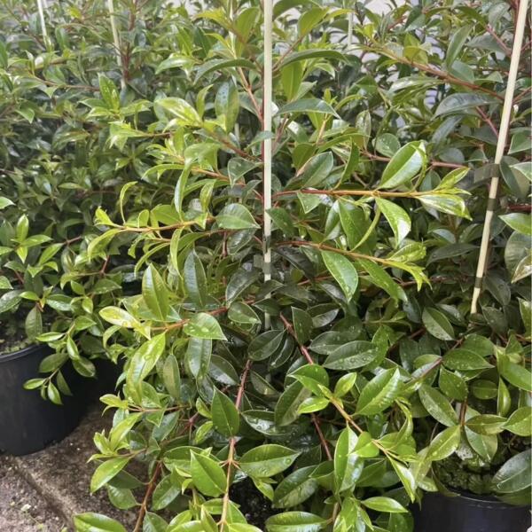 Select Lilly Pilly (Syzygium australe ‘Select Form’) – Native Hedge for ...