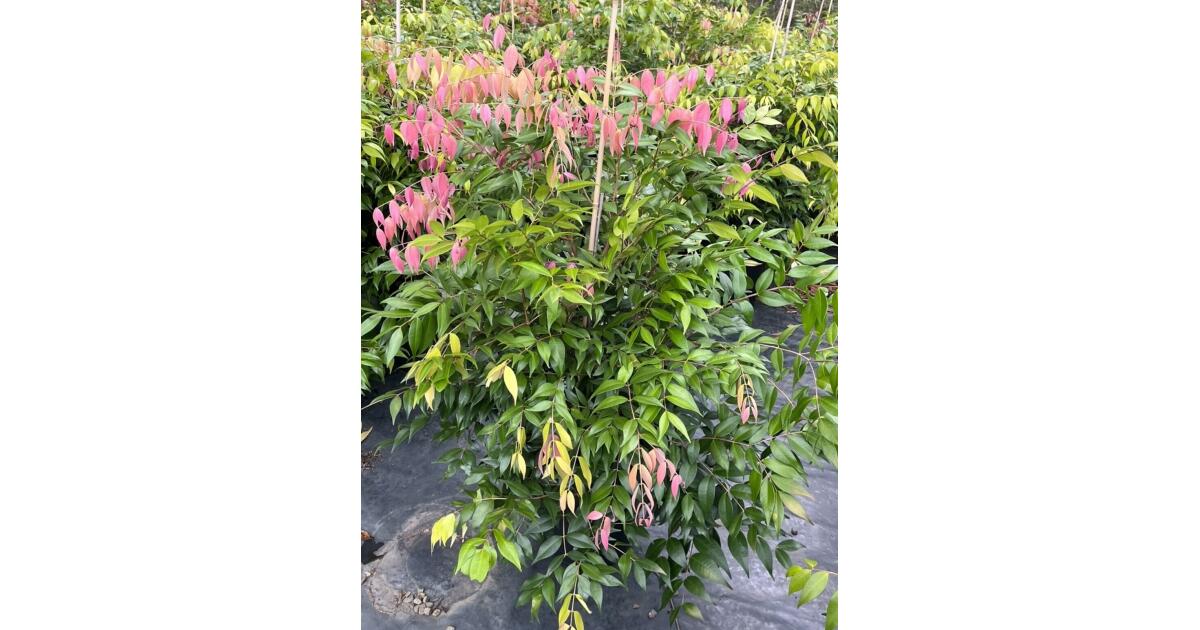 Syzygium Cascade Lilly Pilly: Nursery Sunshine Coast