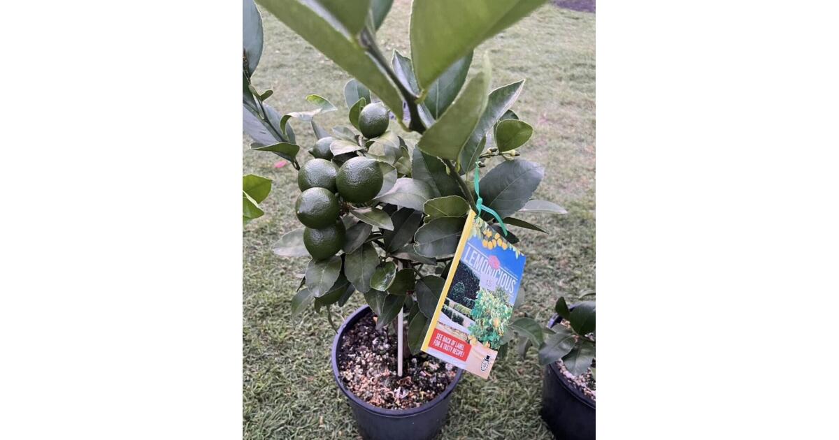 Lemon Trees - Lemonicious Dwarf: Nursery Sunshine Coast & Brisbane