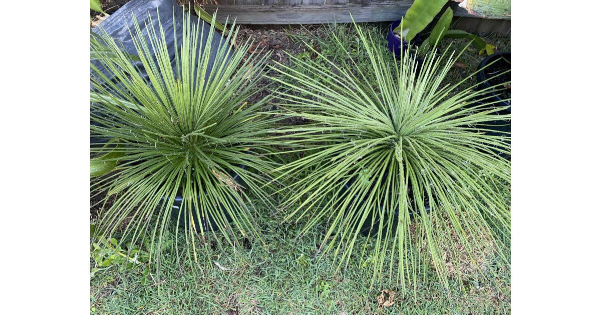 Agave Gem: Nursery Sunshine Coast