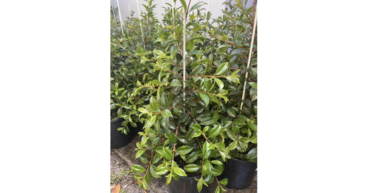 Select Lilly Pilly (Syzygium australe ‘Select Form’) – Native Hedge for ...