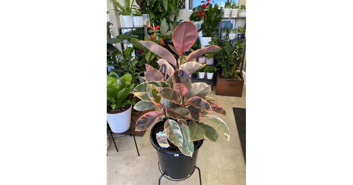 Ficus Ruby (Rubber plant) in 30cm Pot: Nursery Sunshine Coast