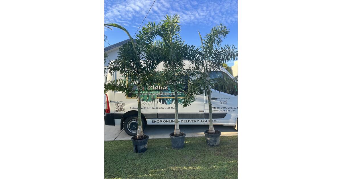 Foxtail Palms Sunshine Coast: Nursery Sunshine Coast & Brisbane